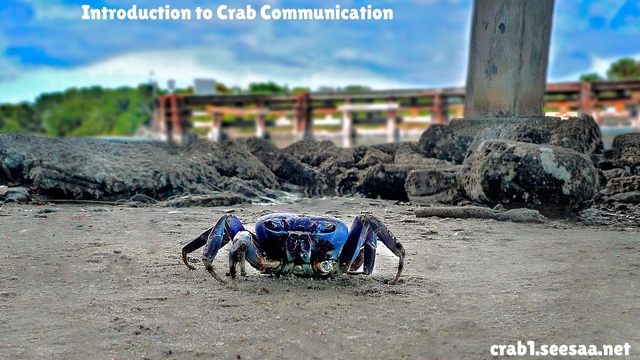 Crab Communication Methods.: The Coastal Crab